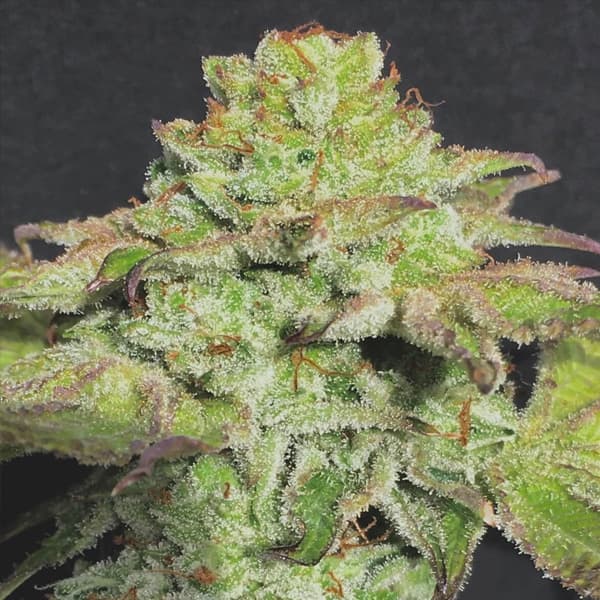 Alien Wedding Cookies – Mamiko Seeds – Douceur Cosmique & Vanille Crémeuse
