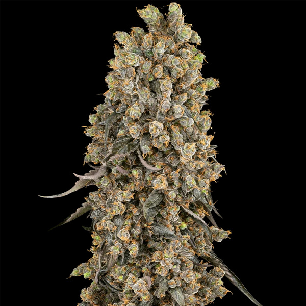 Atomic Blue Dream by Sensi Seeds – XXL Yields & 25% THC