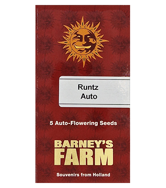 Runtz Auto Strain > Barneys Farm Seeds THC >20%
