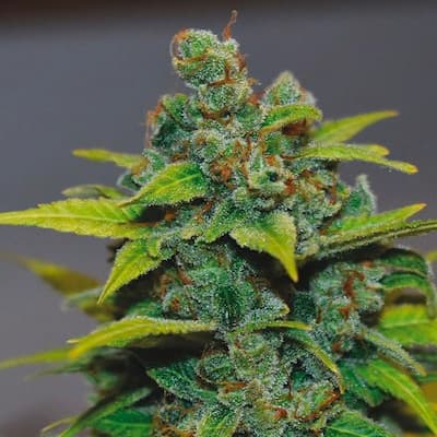 Banana Zkittlez – Medical Seeds – Dulzura Tropical y Potencia