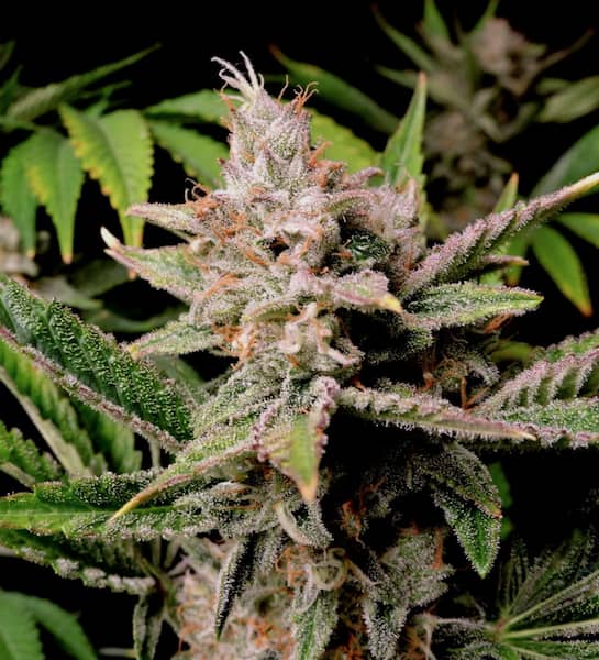 Fast Buds Cherry Cola Auto RF3 kaufen – 31 % THC