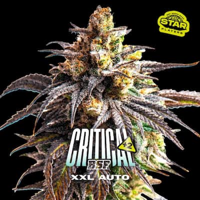 Critical +2 XXL Auto – BSF Seeds – Fast, easy, XXL yields