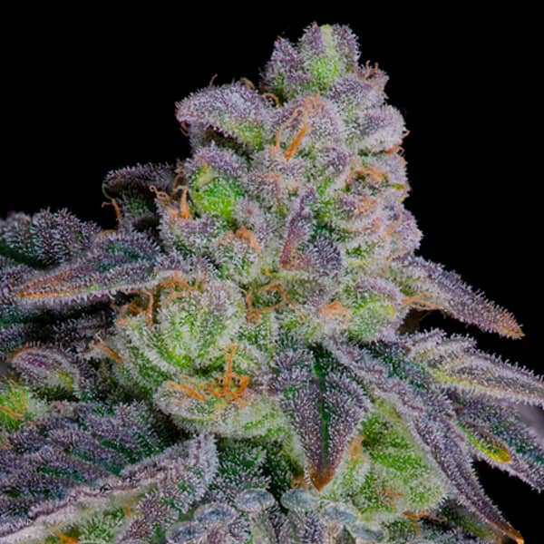 Dante’s Inferno #8 von Sacred Terps – Potenter Indica-Hybrid mit 29% ...