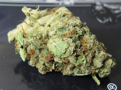 Easy Money strain > Grounded Genetics THC > 20%