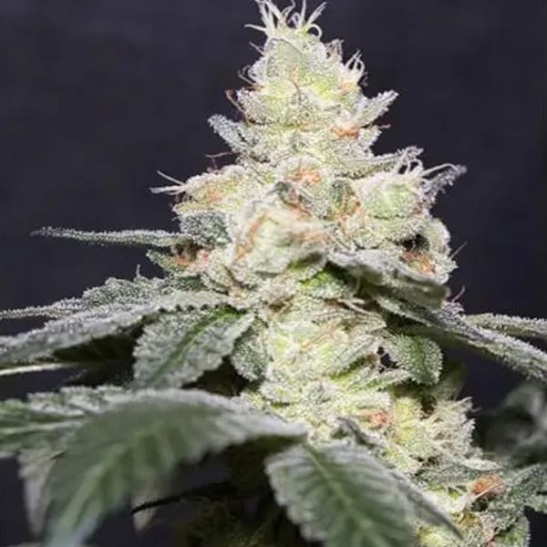 Gary Payton von Vision Seeds – sativalastiger Hybrid | feminisierte ...