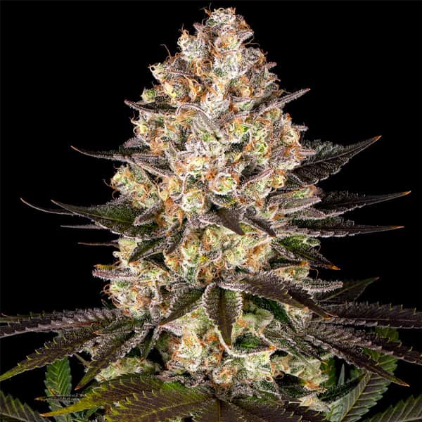 Hindu Kush von Barney’s Farm – Reine Indica mit 26 % THC | feminisierte ...
