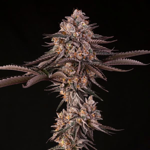 Jamaican Sunset Cannabissamen | Silent Seeds