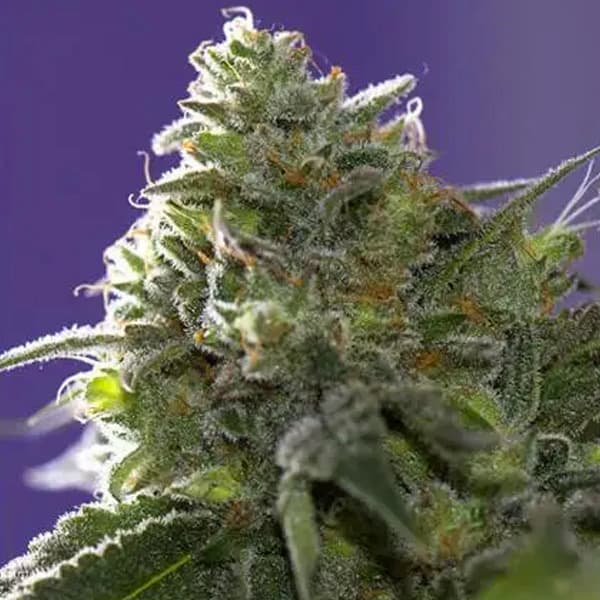 Lemon Cherry Gelato × Ice Cream de Vision Seeds – hybride indica ...