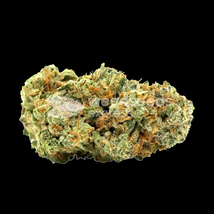 Lemon Tree x Purple Punch – Tramuntana Seeds | 24% THC