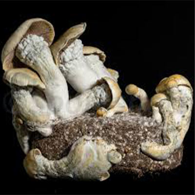 Melmac Thrasher | Setas mágicas | Kit de cultivo de setas