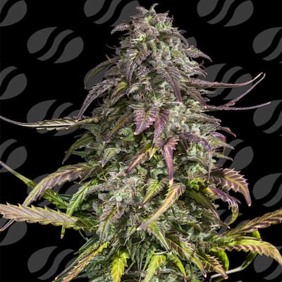 Melon Mosh Auto – 26 % THC | Autoflower von Original Sensible