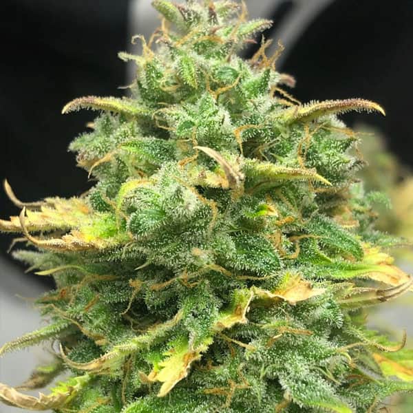 Auto Mimosa Cake – Pure Instinto | 24% THC Sativa Auto