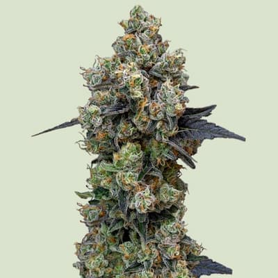 Orbital Banana F1 seeds by Royal Queen Seeds – order here