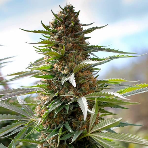 Overdawg – Medical Seeds – Hybride Puissant OG Kush x Sour Diesel