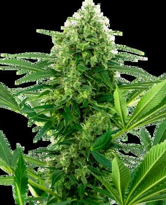 Papaya Frosting – 28% THC & tropical flavour | Barney’s Farm