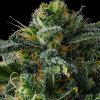 Philbo Baggins seeds | Compound Genetics