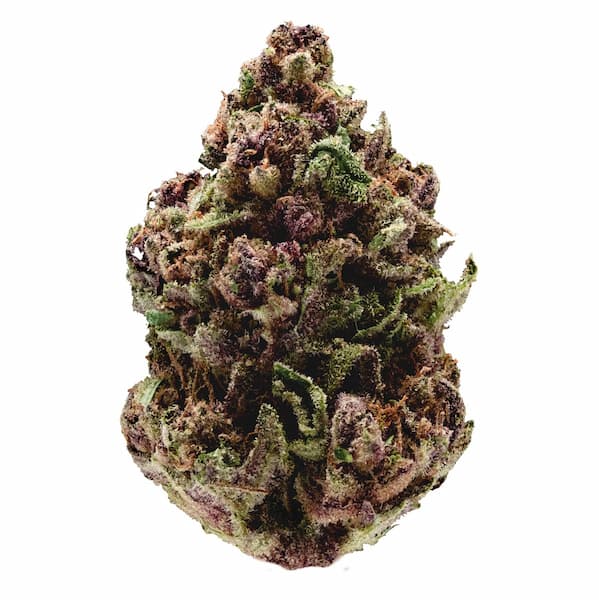 Pink Magic Fast Version by Growers Choice – fast flowering hybrid ...