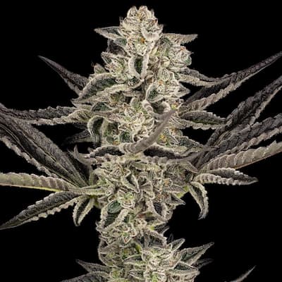 Purple Pickle Auto | feminisierte Autoflower | Sensi Seeds