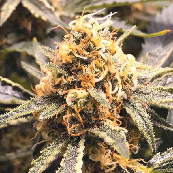 Recovery CBD – Medical Seeds – Maximales Wohlbefinden ohne Rausch