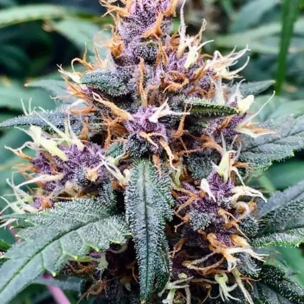 Red Banana Berry by Growers Choice – hybrid strain | feminized cannabis ...