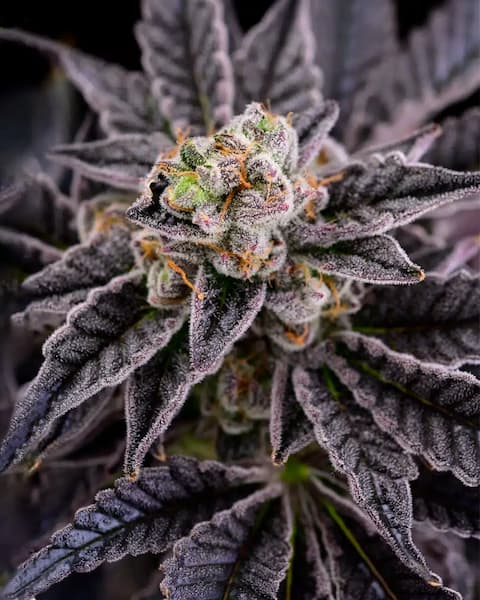 RS#65 Elev8 Seeds – Fruity creamy hybrid strain
