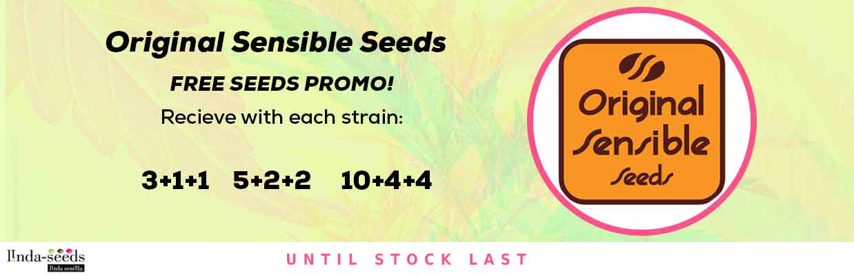 White Raspberry Truffle seeds > Original Sensible Seeds THC > 20%