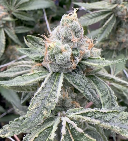 Buy Zushi Supreme by Elev8 Seeds – up to 30% THC