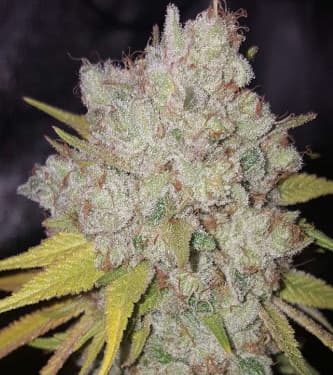 #9 Pound Hammer Fast strain > High Speed Buds THC > 20%