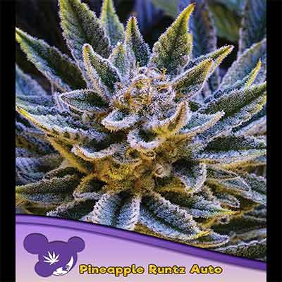 Auto Pineapple Runtz seeds > Anesia Seeds THC > 20%