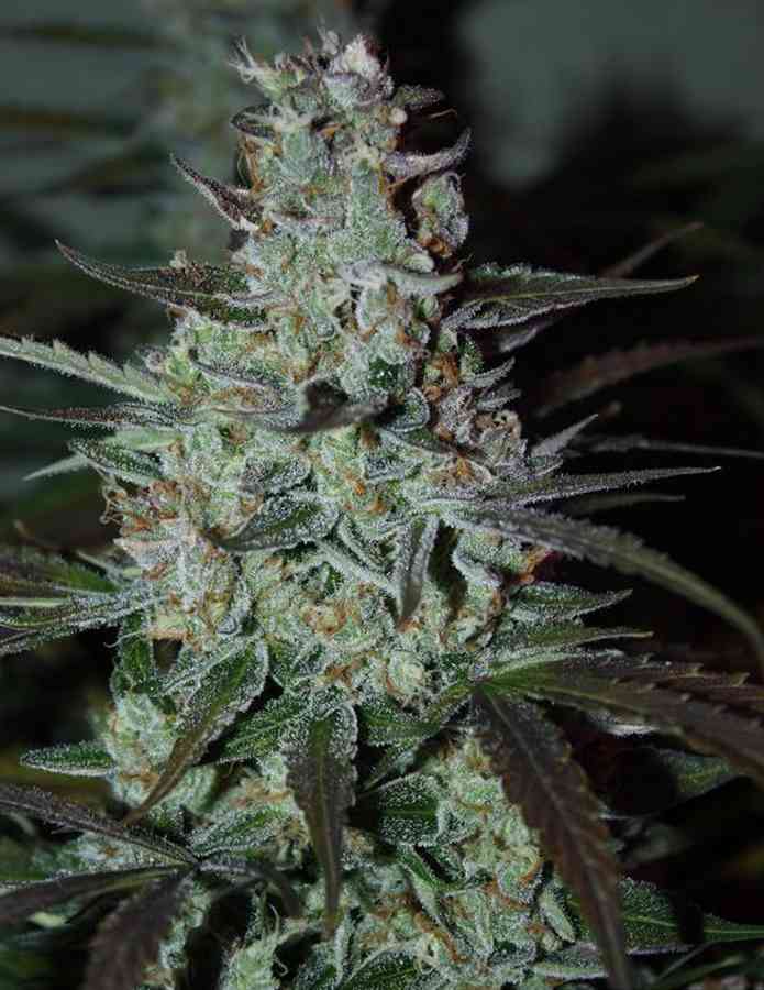 Blue Auto Mazar seeds by Dutch Passion – order here