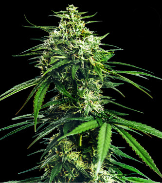 CBD Indica King strain > Bulk Seed Bank THC