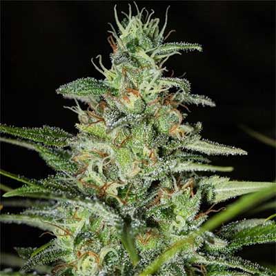 Monster CBD Cannabis Seeds from Eva Seeds - buy here