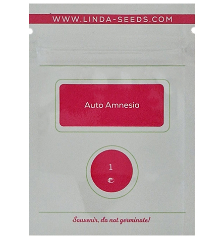 Auto Amnesia Strain | Linda Seeds | THC > 20%