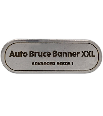 Auto Bruce Banner XXL strain > Advanced Seeds THC > 20%