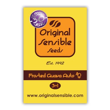 Auto Frosted Guava seeds by Original Sensible Seeds – order here