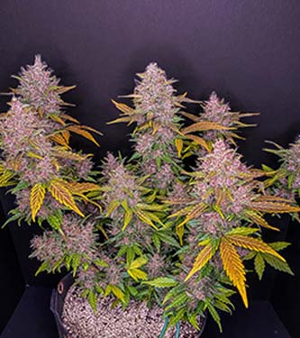 LSD-25 Strain | Fast Buds Company Seeds THC >20%