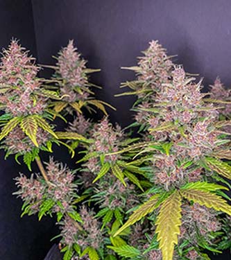 LSD-25 Strain | Fast Buds Company Seeds THC >20%