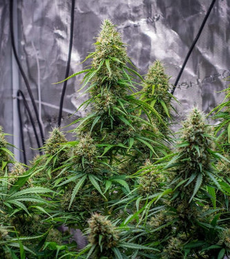 Auto Sherbet Queen seeds by Royal Queen Seeds – order here