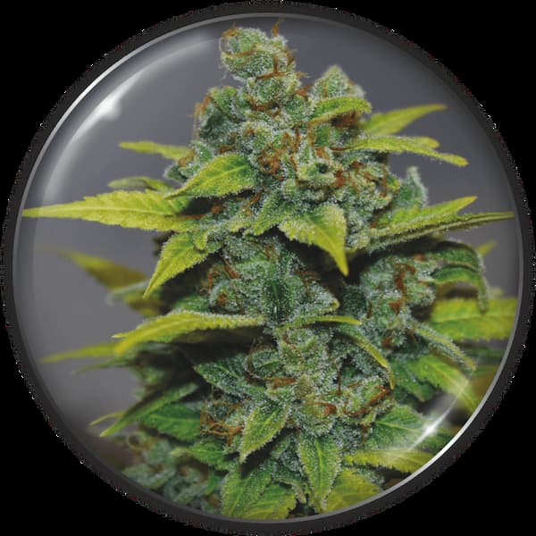 Banana Zkittlez – Medical Seeds – Dulzura Tropical y Potencia