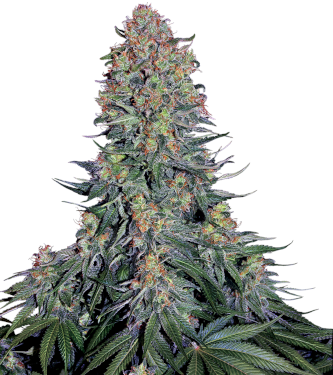 Blue Skunk strain > Sensi Seeds THC > 20%
