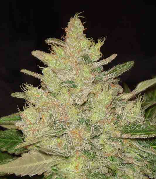 Blueberry Ghost OG strain > Original Sensible Seeds THC > 20%