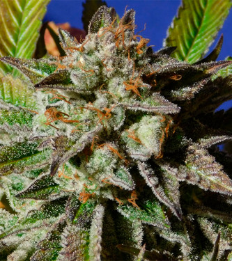 Bruce Cookies strain > Original Sensible Seeds THC > 20%