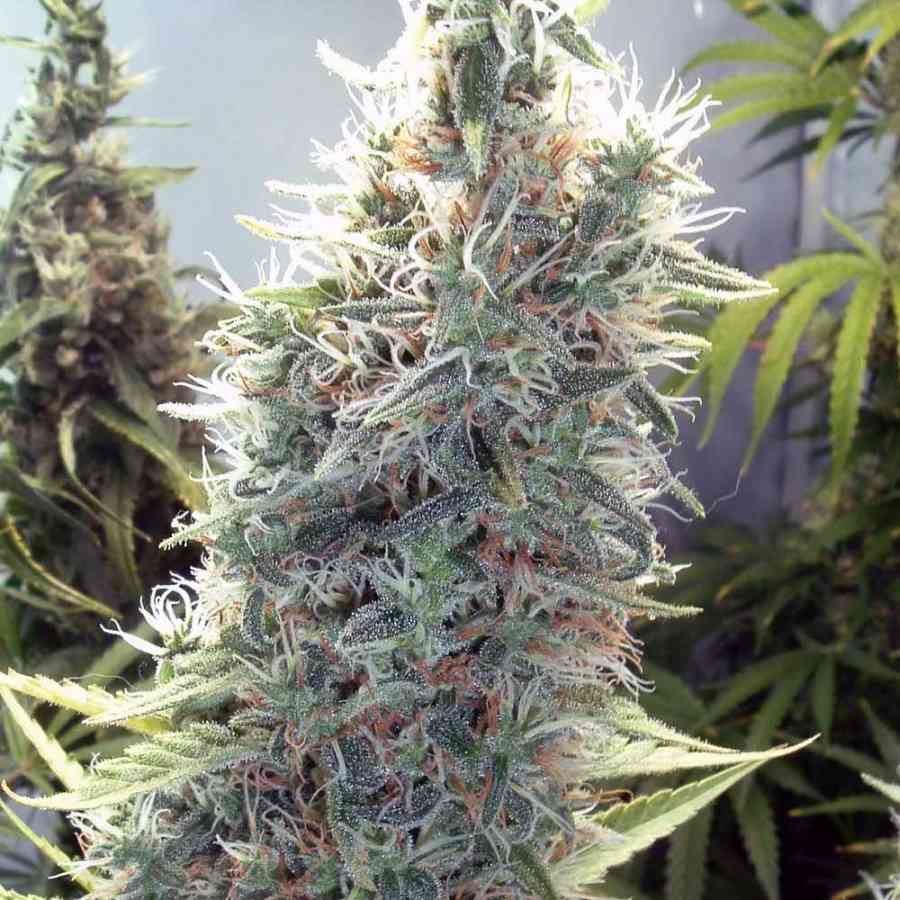 C99 | Female Seeds | Feminized