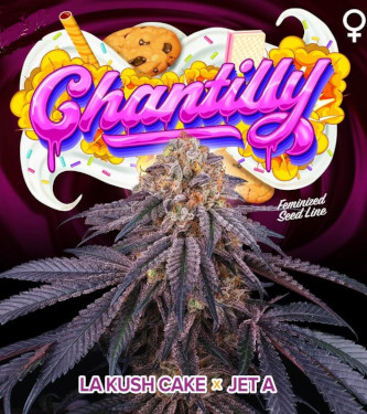 Chantilly strain > Perfect Tree THC 15-20%