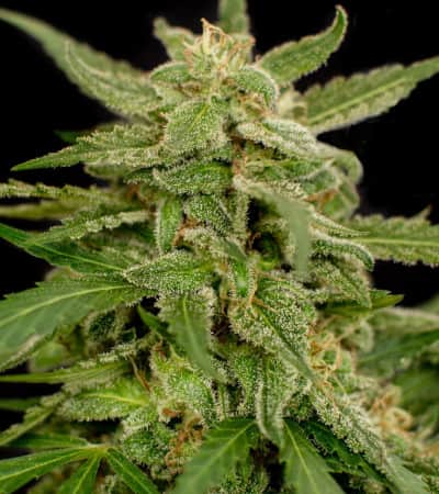 Easy Sativa Strain > Female Seeds THC 15-20%