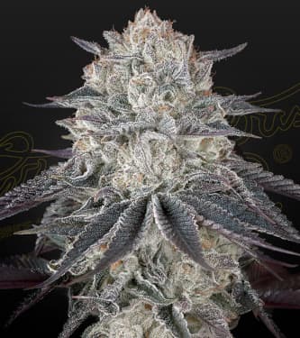 Fullgas strain > Green House Seed Company THC > 20%