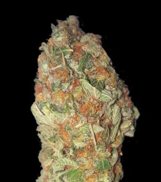 Green Candy seeds by Bulk Seed Bank – order here