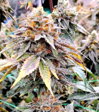Hot Tropic seeds by Oni Seed Co – order here