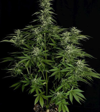 Auto Hyperion F1 strain > Royal Queen Seeds THC > 20%