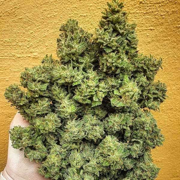 Lord Kush Delicious Seeds – Indica mit 26% THC